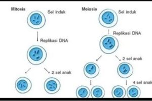 Perbedaan Mitosis dan Meiosis, Ini Penjelasannya | Maukuliah Blog