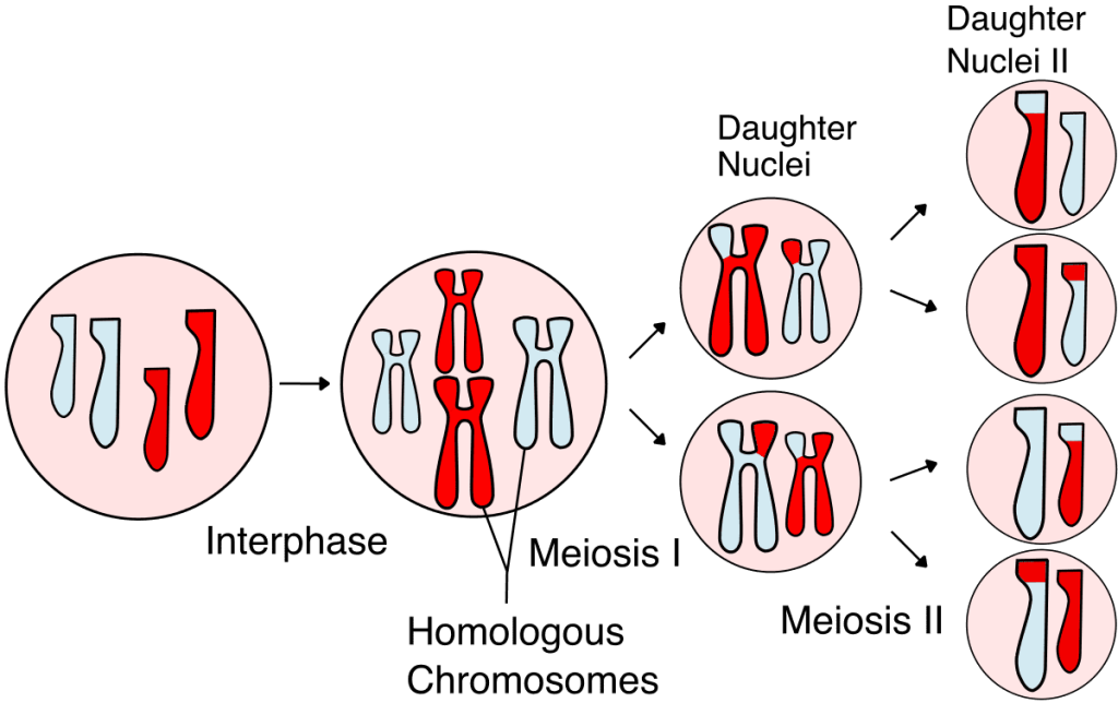Perbedaan Mitosis Dan Meiosis Ini Penjelasannya Maukuliah Blog