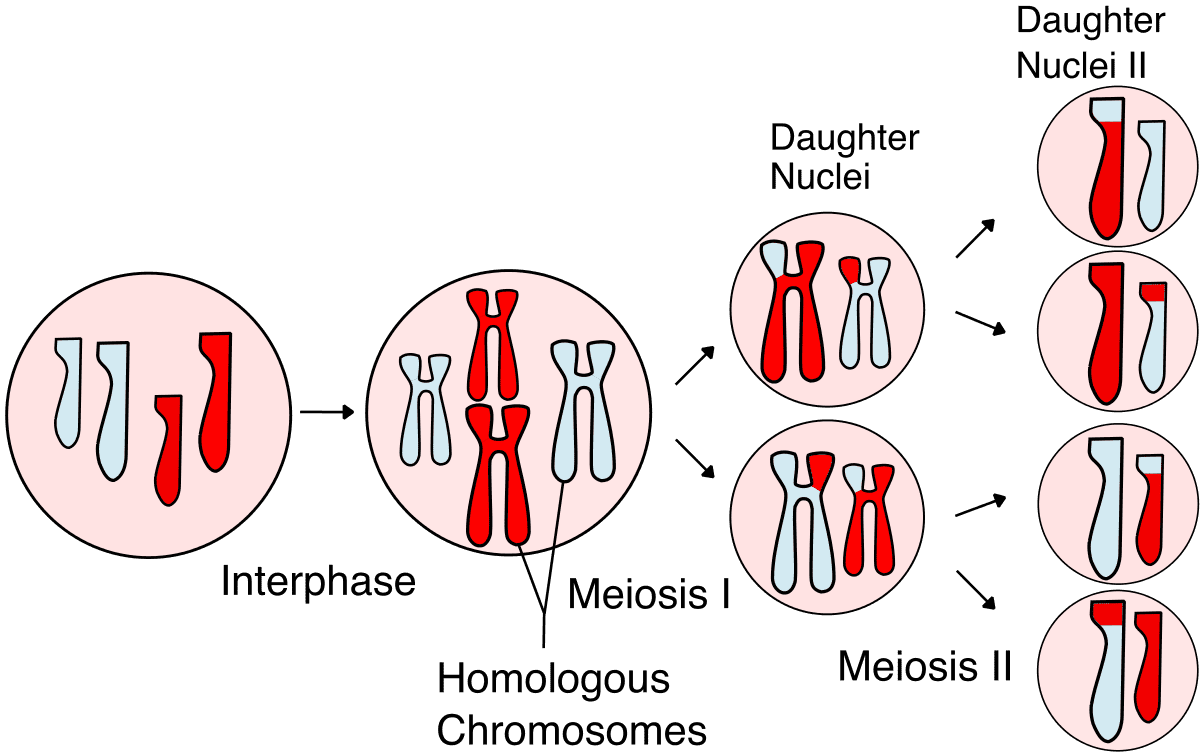 Perbedaan Mitosis Dan Meiosis Ini Penjelasannya Maukuliah Blog
