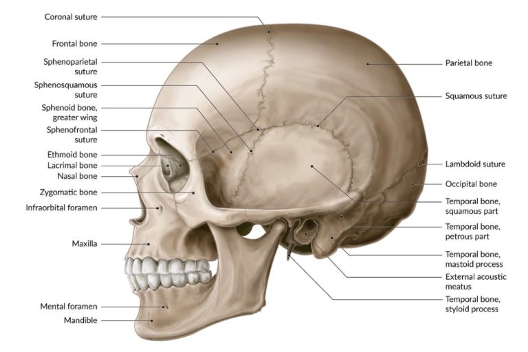 Mengenal Sistem Gerak pada Manusia | Maukuliah Blog