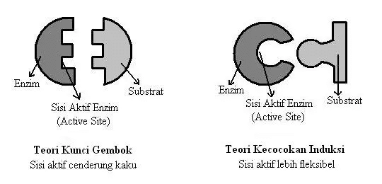 Apa itu Enzim: Struktur, Sifat, & Cara Kerja | Maukuliah Blog